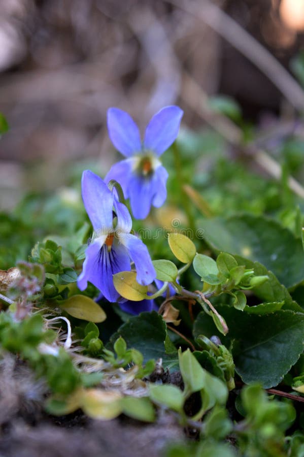 Spring flower in the grass stock image. Image of nature - 213466091