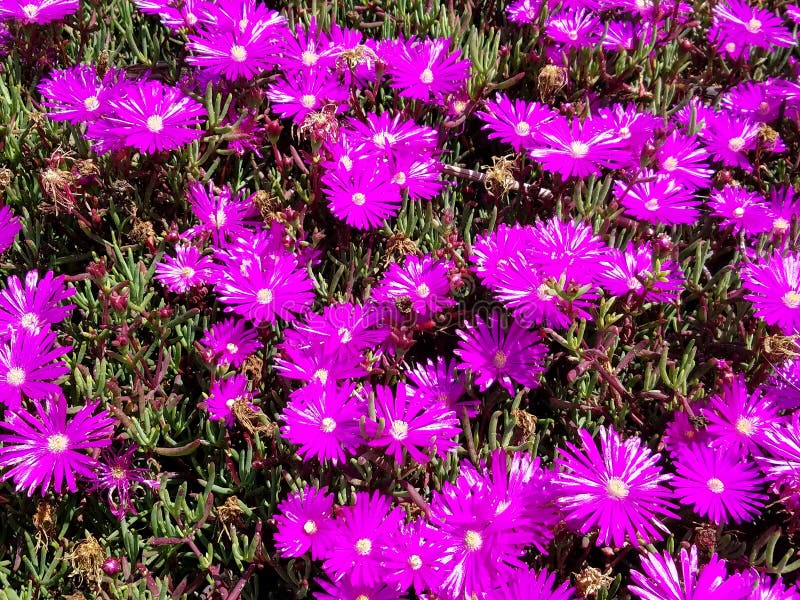Purple Spring Flower Patch in the Sun 4k Stock Image - Image of baby ...