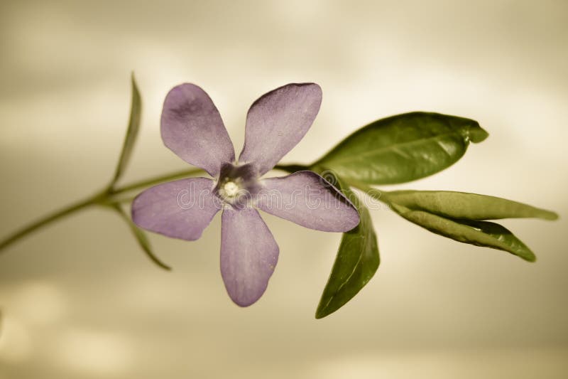 Purple Spring Flower Periwinkle Stock Image - Image of background ...