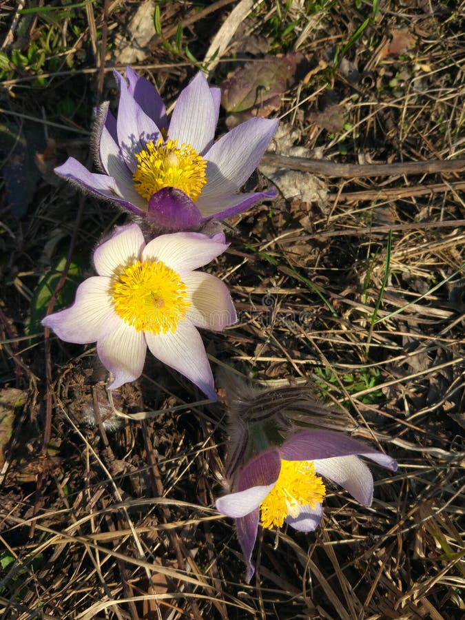 Group of Purple Pasque Flowers on Mountain. Spring Flower. Stock Image ...