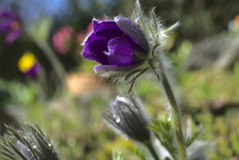 Purple Spring Flower Stands Out in a Field Stock Photo - Image of ...