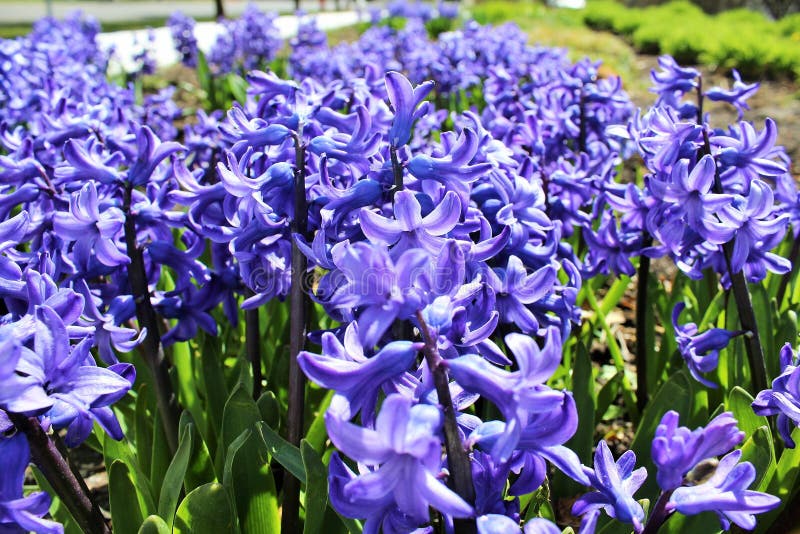 Purple spring flowers stock image. Image of front, life - 63535465