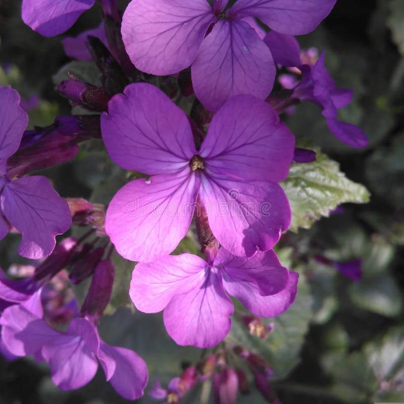 Purple spring flowers stock image. Image of nature, beautiful - 70772565