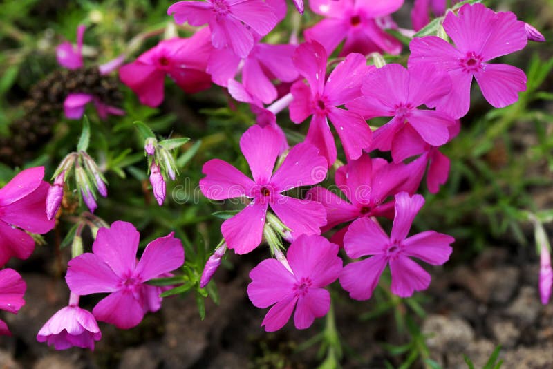Purple spring flowers stock image. Image of detail, garden - 55381195