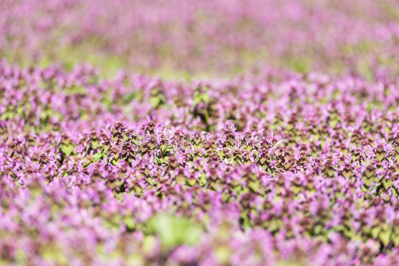 Purple Spring Flowers Field Blossom Stock Image - Image of bunch, rural ...