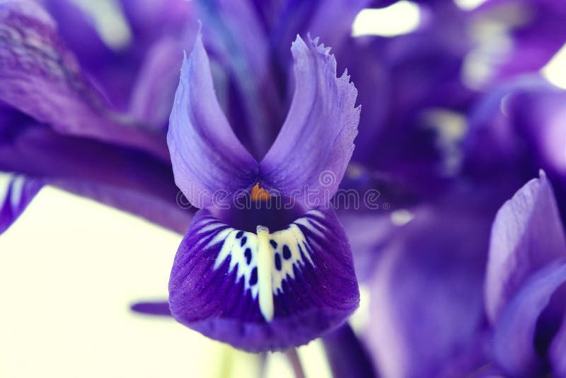 Purple spring flowers stock image. Image of bouquet, digital - 68983907