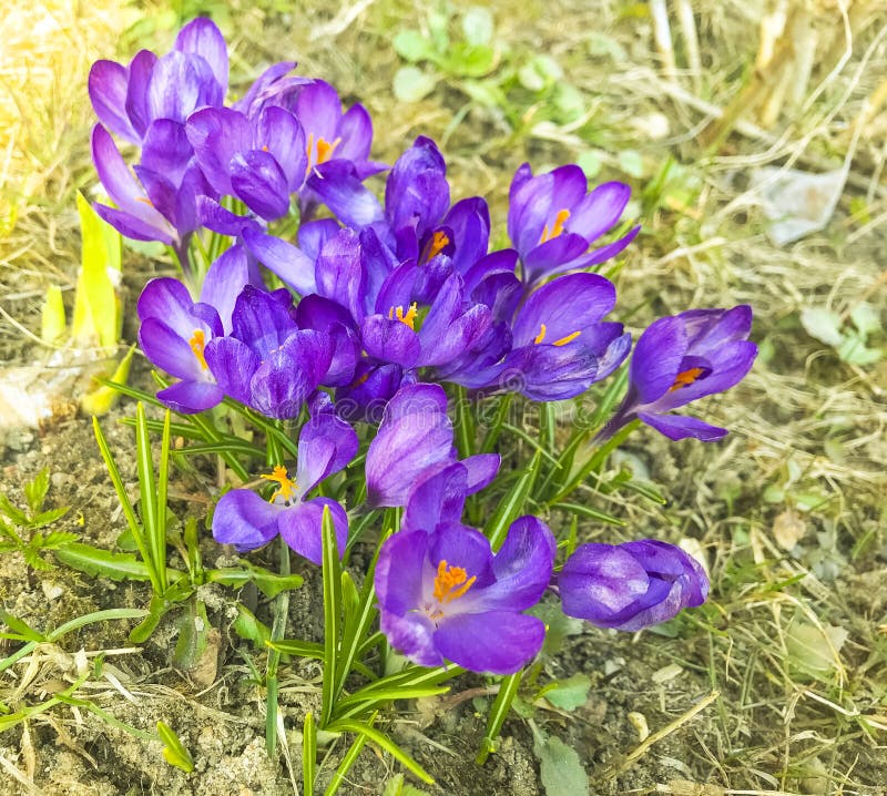Purple Spring Flowers on Old Dry Grass, Ground. Stock Image - Image of ...