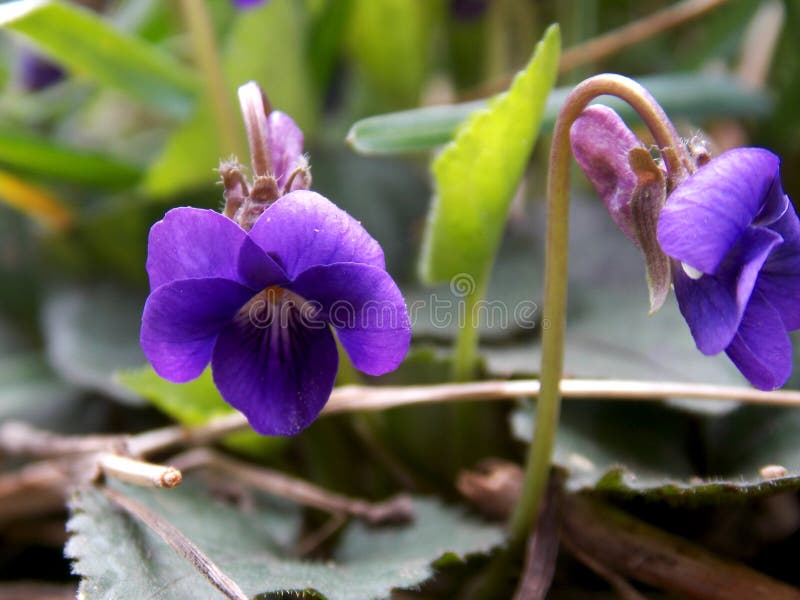 Purple spring flowers stock image. Image of macro, little - 114050953
