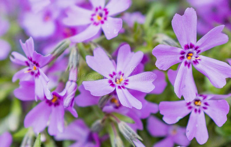 Purple spring flowers stock photo. Image of flower, beauty - 173535784