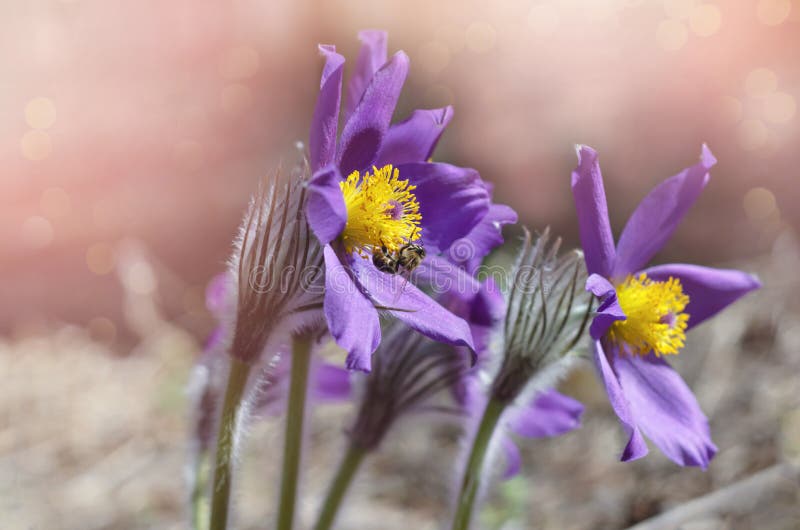 Purple Spring Snowdrops Grow in the Forest Stock Image - Image of ...