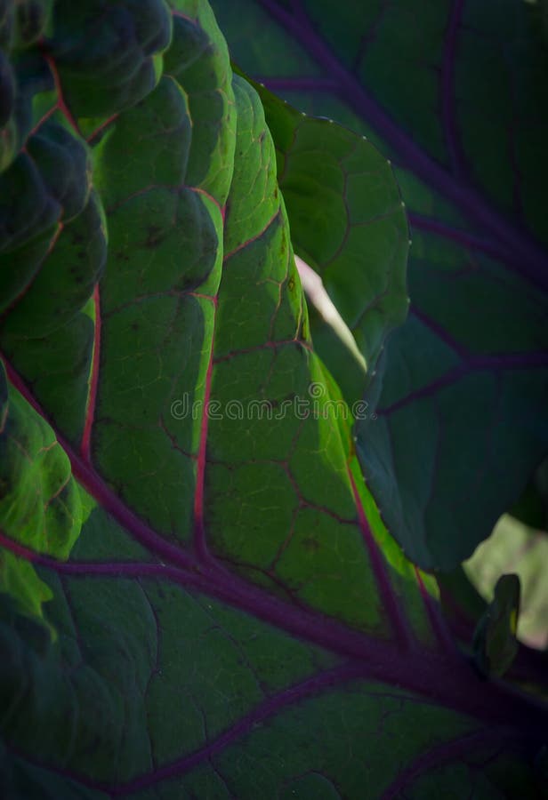 Purple Sprouting Broccoli Abstract Stock Image - Image of colorful ...