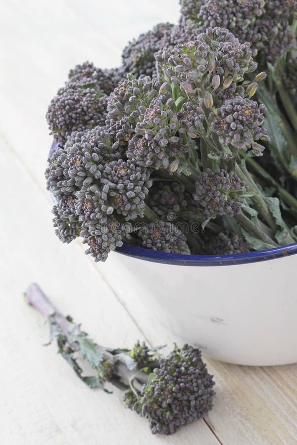 Purple sprouting broccoli stock image. Image of time - 61845401