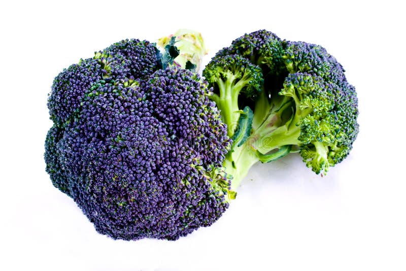 Purple Sprouting Broccoli Against Plain White Background with Copy ...