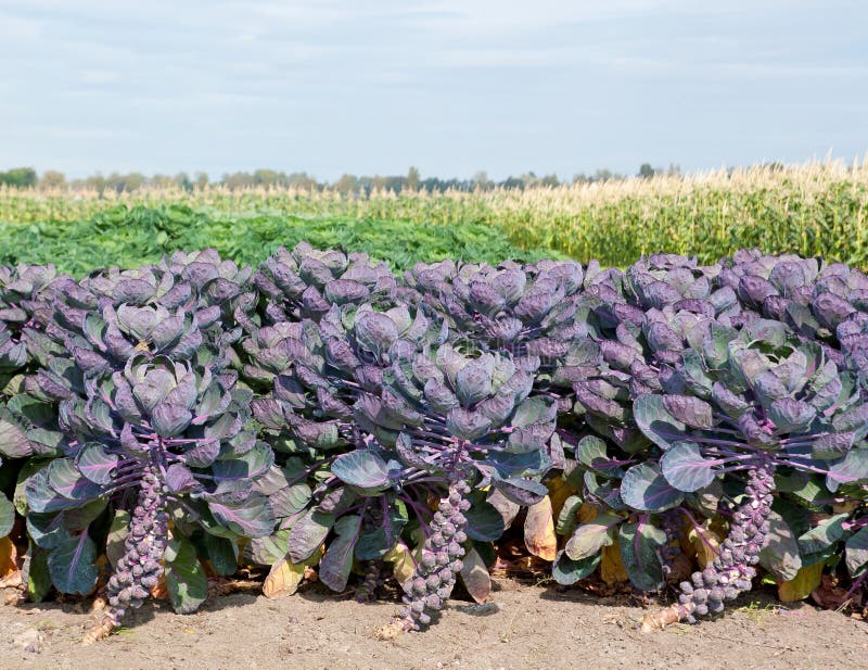 Purple Sprout Plants in a Field Stock Image - Image of brussels, stalks ...