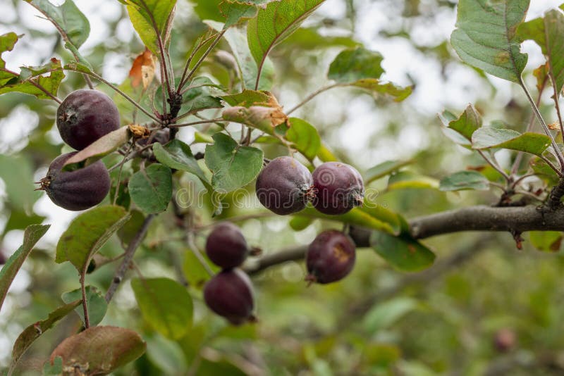 Purple Star Apple Fruits or Cainito Fruits on Apple Tree Stock Photo ...