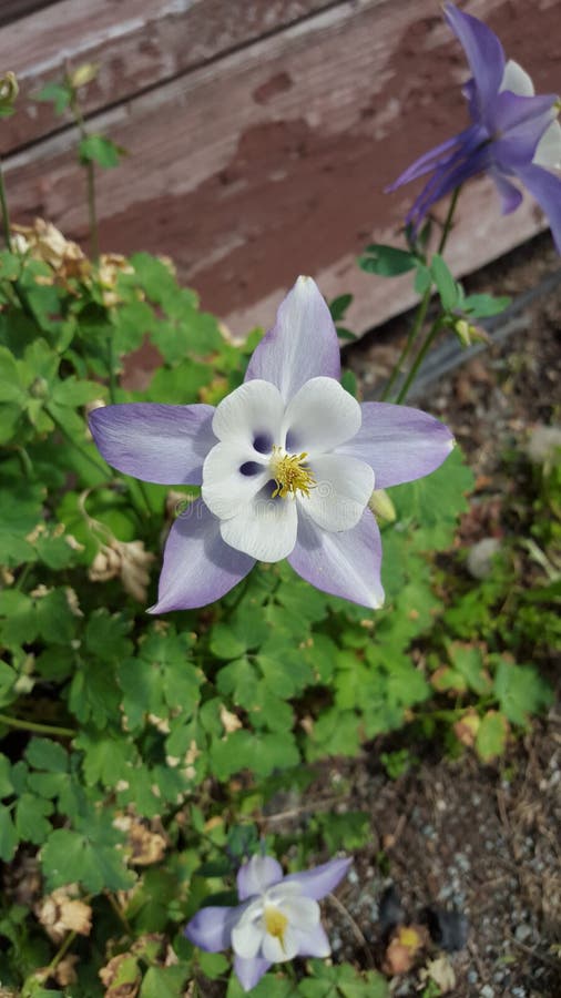 Purple Star Flower Palmer, Alaska Stock Image - Image of flower, star ...