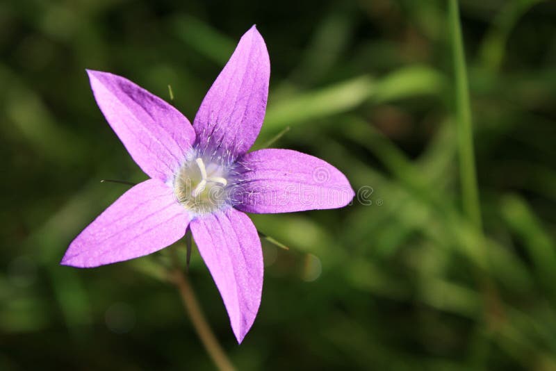 Purple star flower stock image. Image of garden, floret - 31383167