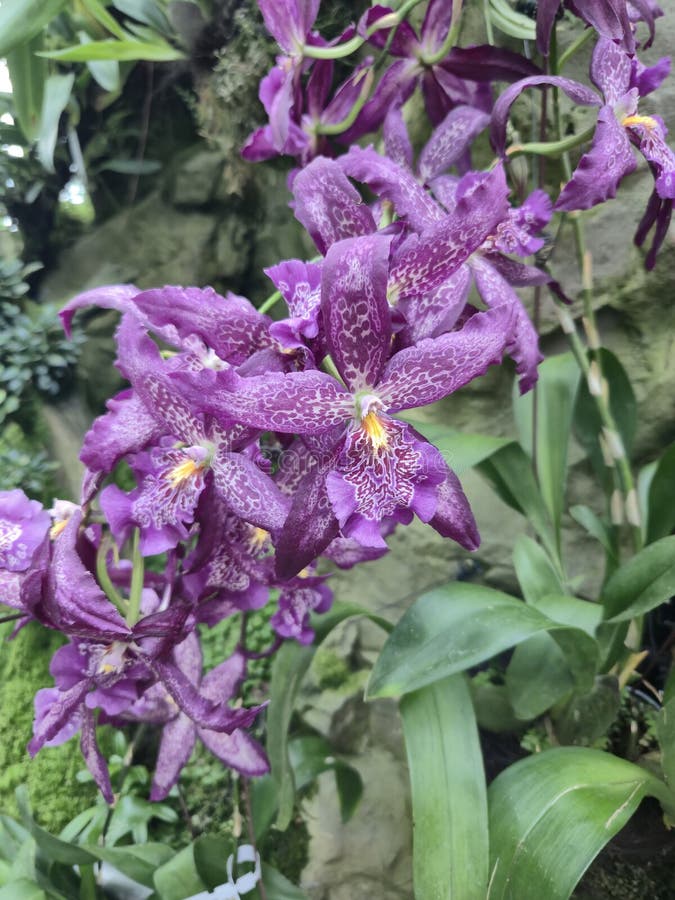 Purple Star Orchid Bunch of Flowers Stock Image - Image of flowers ...