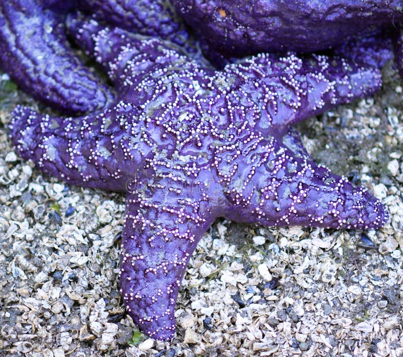 Purple Starfish stock image. Image of life, color, multiple - 6494861