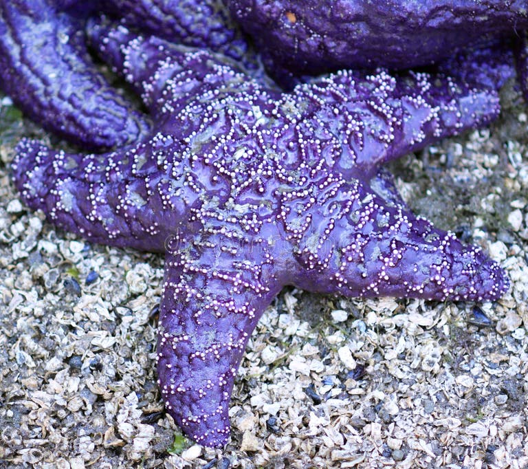 Purple Starfish stock photo. Image of starfish, purple - 20925306