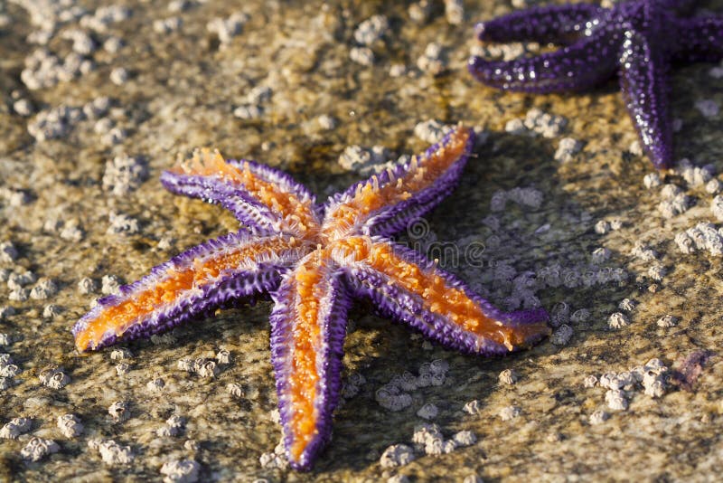 Purple starfish stock image. Image of star, tropical - 23051239