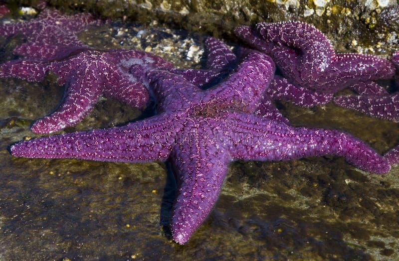 Purple Starfish stock image. Image of life, color, multiple - 6494861