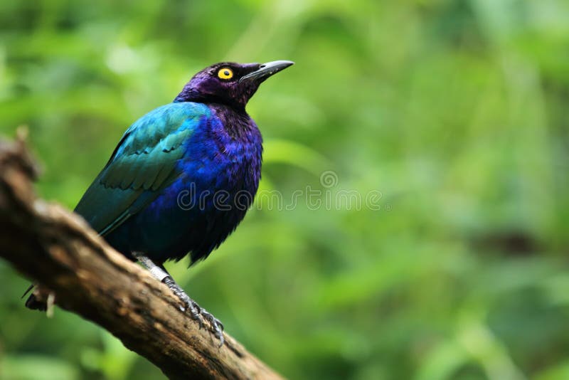 Purple starling stock image. Image of african, starling - 97405605