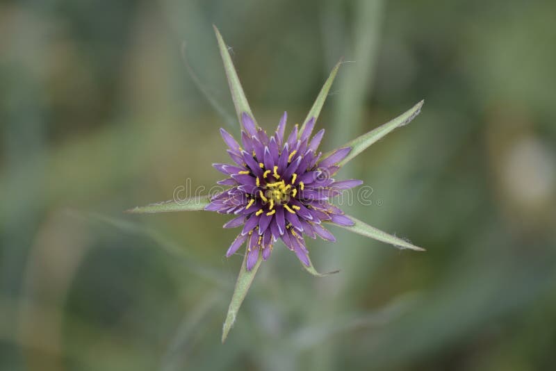 Purple starry flower stock image. Image of allium, floral - 130214393