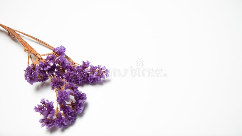 Purple Statice Flowers Isolated on White Background with Copy Space ...