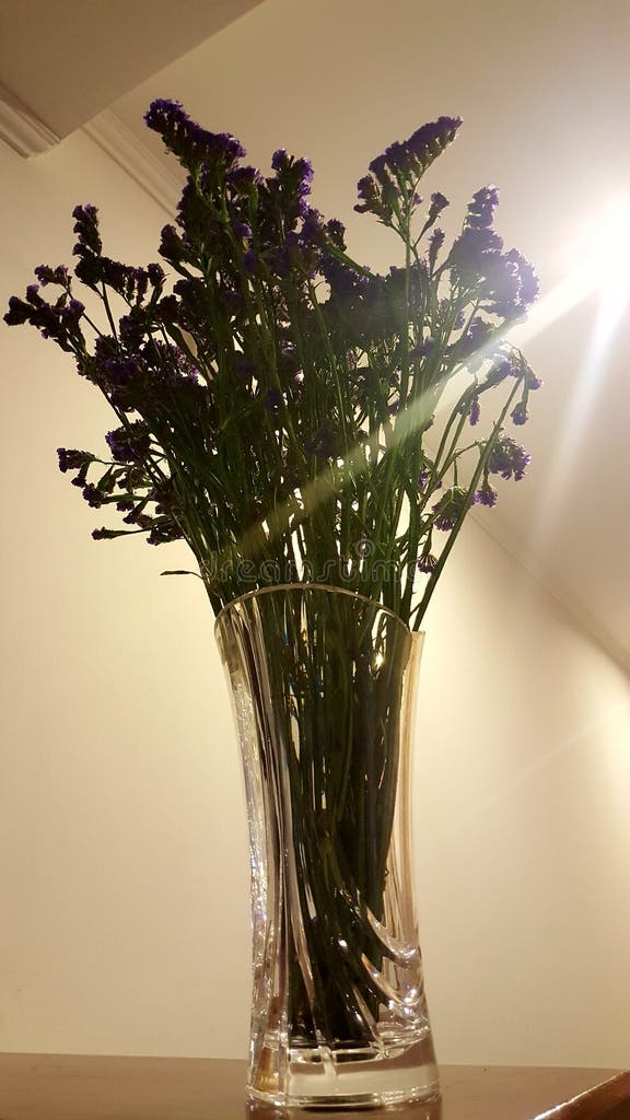 Purple statice stock photo. Image of light, purple, statice - 78542432