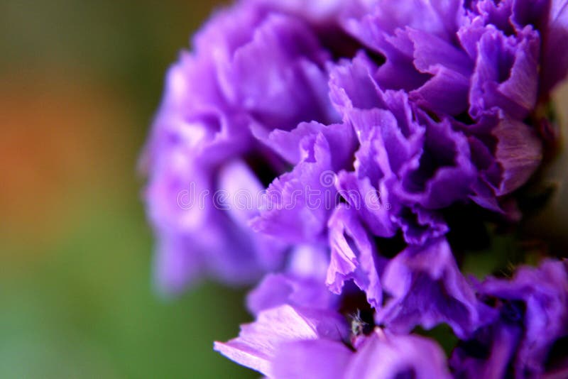 Purple statice stock image. Image of flowers, yellow - 241993061