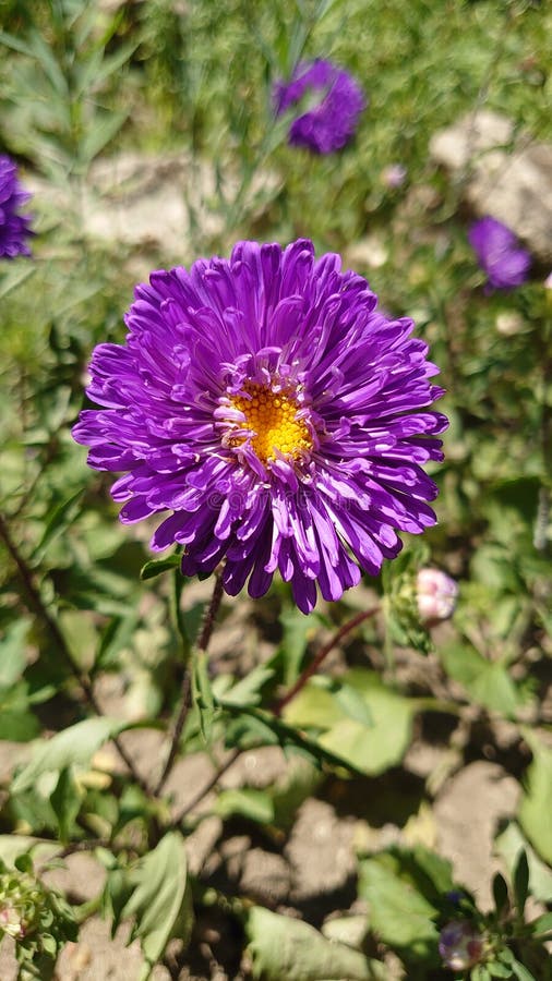 Purple Stem Garden Flower in Full Bloom Open for Pollination Stock ...