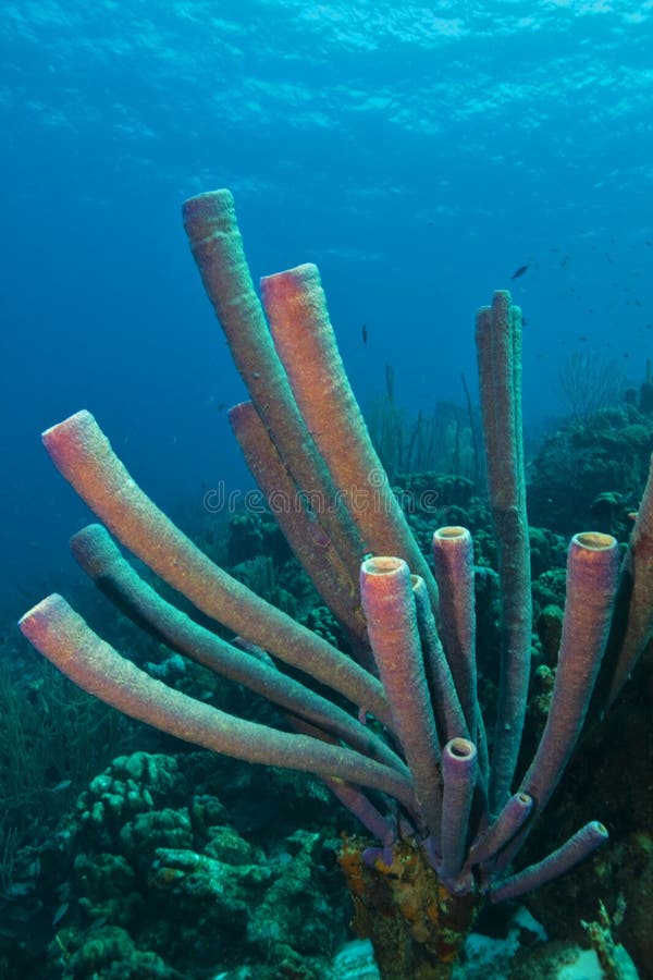 Purple Stove pipe sponges stock image. Image of stove - 3824703
