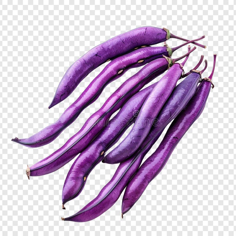 Purple String Beans stock illustration. Illustration of beans - 336324692