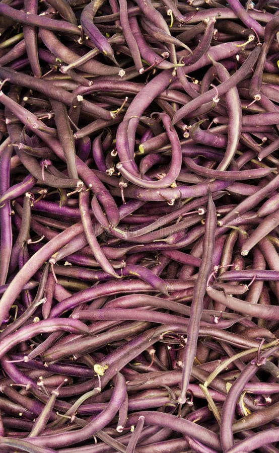 Purple String Beans on Display Stock Photo - Image of cooking, legumes ...