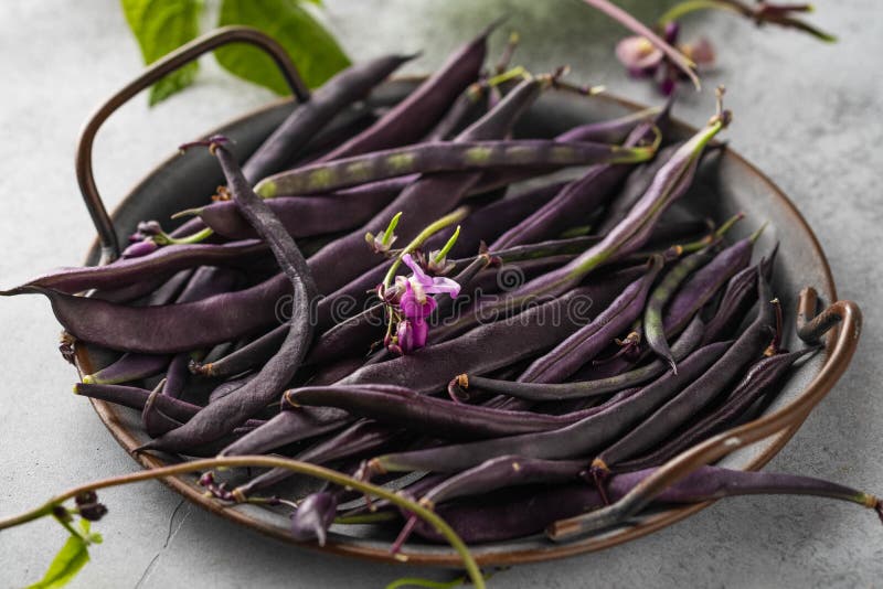 Purple String Beans on Metal Tray, Grey Backround Stock Image - Image ...