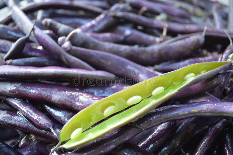 Purple string beans stock photo. Image of beautiful - 129647034