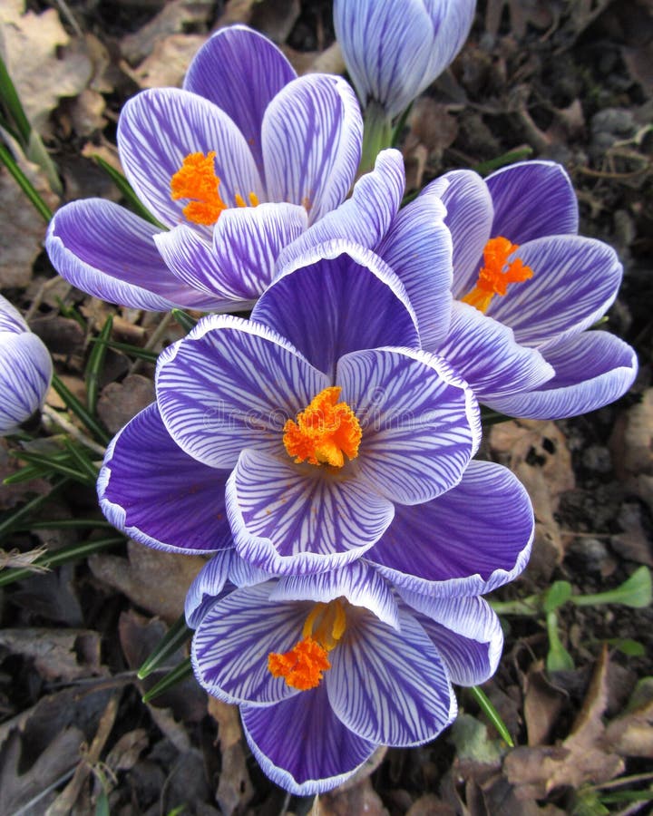 Purple Striped Crocus stock photo. Image of early, bright - 29623868