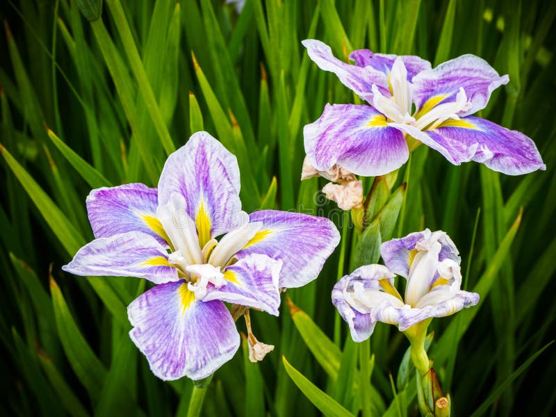 Purple striped iris stock photo. Image of close, season - 120264738