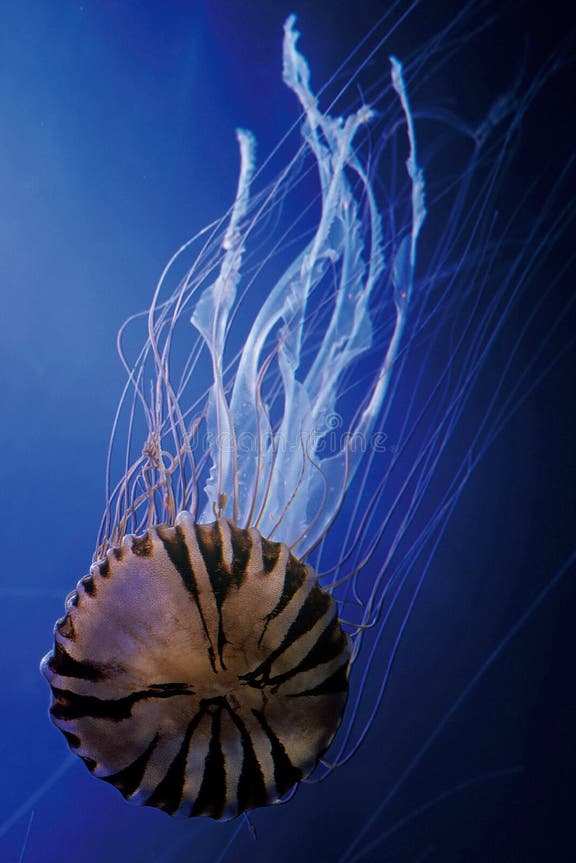 Purple-striped Jelly stock photo. Image of wildlife, striped - 454668