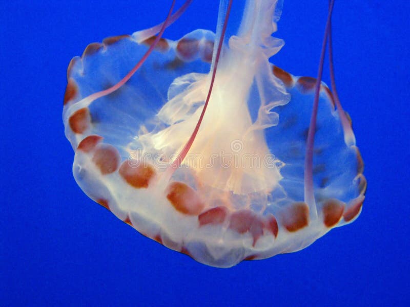 Purple Striped Jellyfish stock photo. Image of pelagiidae - 55874164