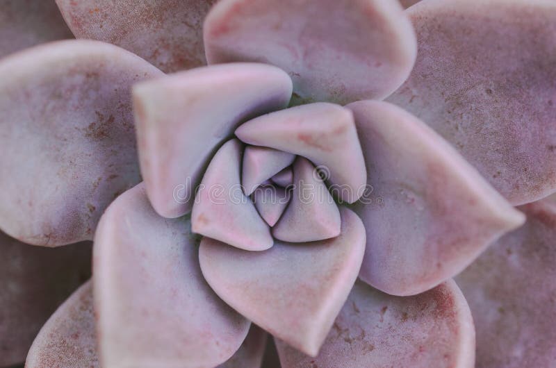 Macro Succulent Plant. Top View. Stock Photo - Image of growing, cacti ...