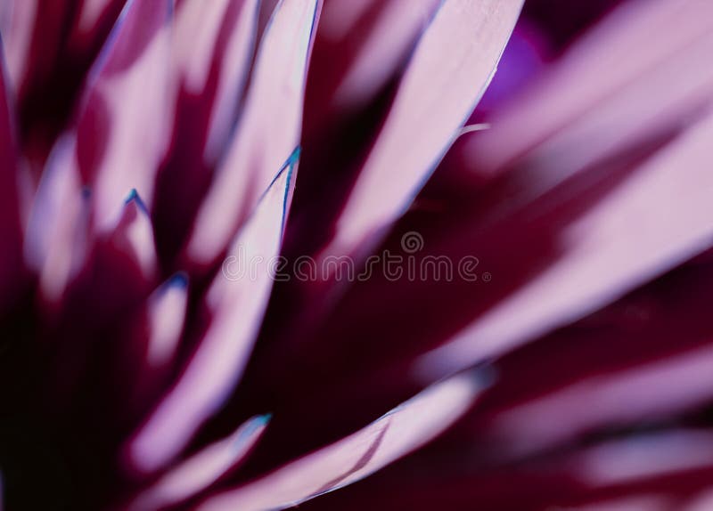 Purple Succulent Plants Background. Close Up, Top View Stock Photo ...