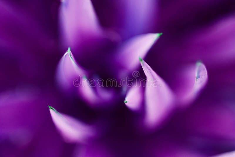 Purple Succulent Plants Background. Close Up, Top View Stock Image ...
