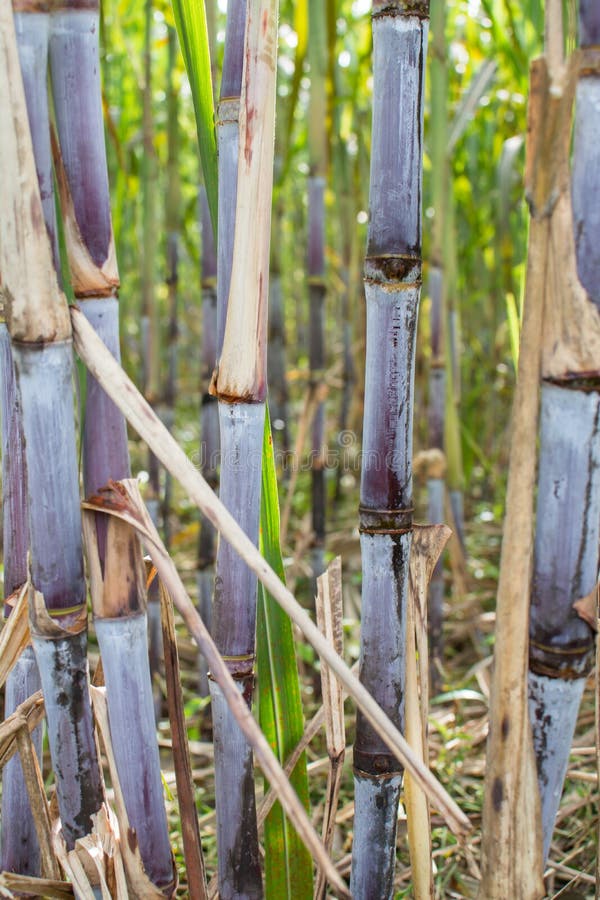Sugar cane plant stock image. Image of field, cane, plant - 99043119