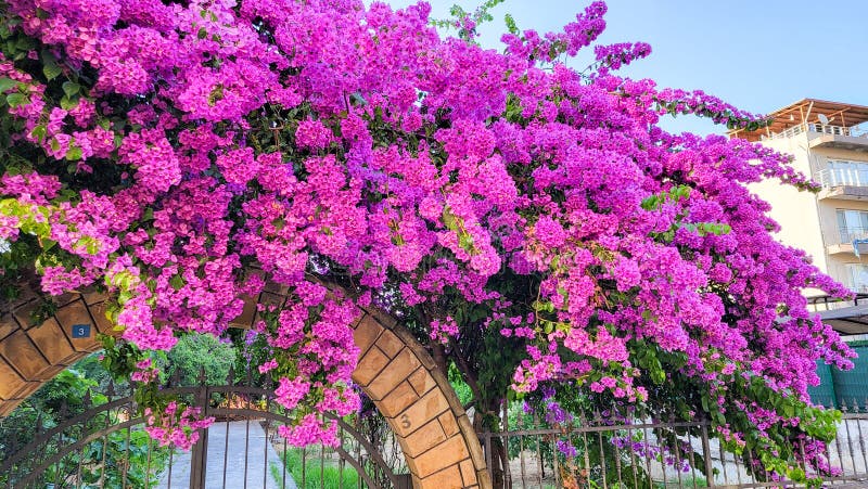 Purple Summer Flowers Hanging on a Gate Stock Photo - Image of vibrant ...