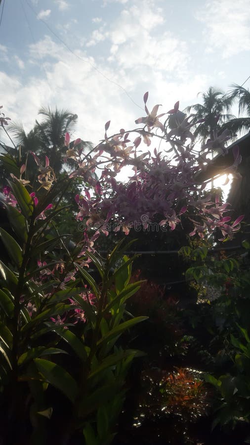 Purple in the sun stock image. Image of light, flower - 209720271