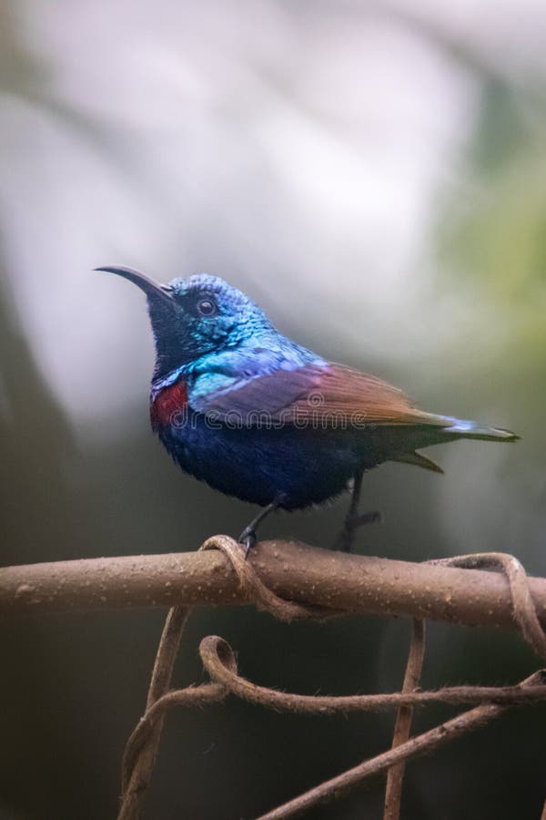Purple Sun Bird and the Back Sun Stock Image - Image of finch, branch ...