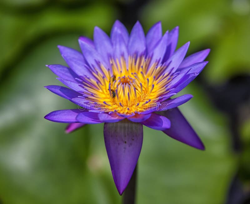 The purple sun stock image. Image of purple, flower, lovelyflower ...