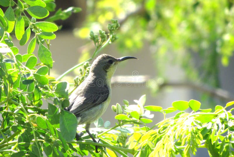 Purple sunbird female stock photo. Image of purple, tree - 65607884